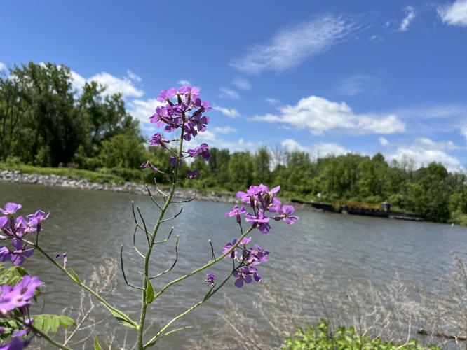 IN PHOTOS: Flowers Along the Canal in Utica | | wktv.com