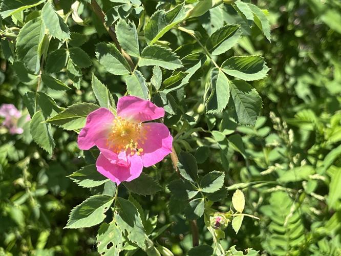 IN PHOTOS: Flowers Along the Canal in Utica | | wktv.com