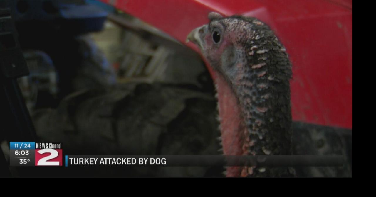 Wild turkey recovers from dog attack right before Thanksgiving ...