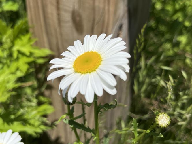 IN PHOTOS: Flowers Along the Canal in Utica | | wktv.com