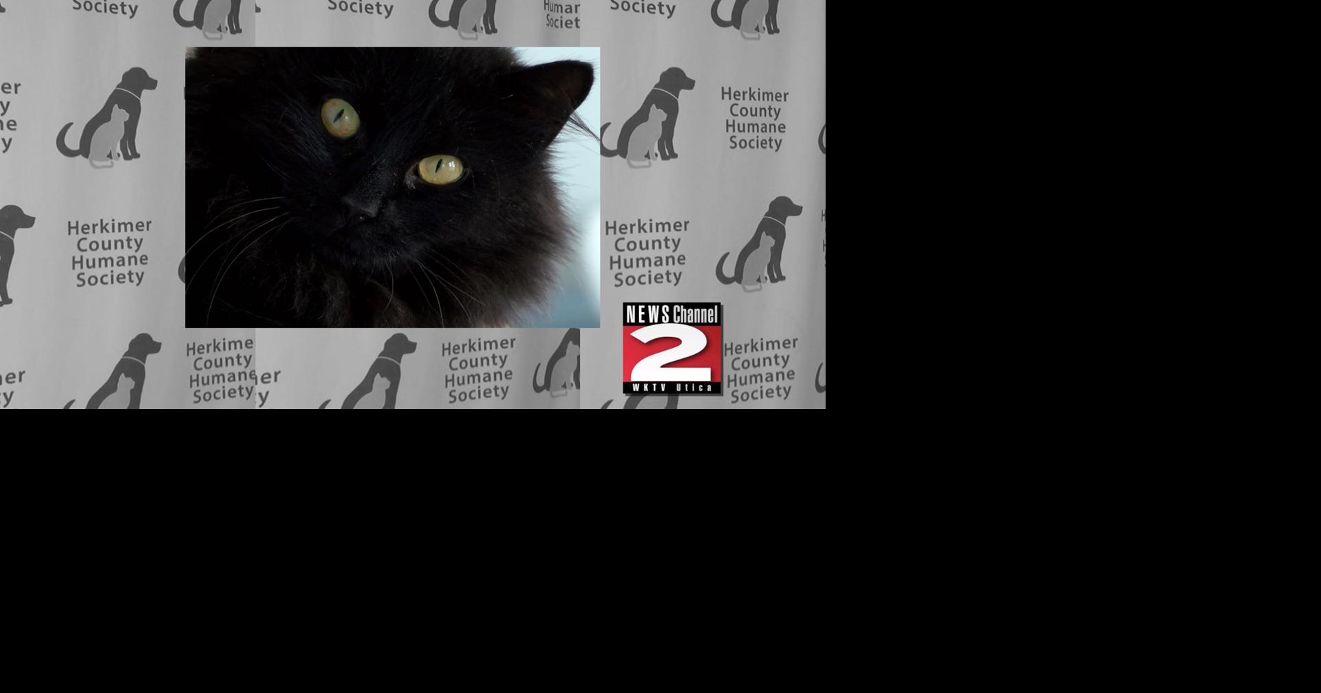 Herkimer County Humane Society Fall Fundraiser on Saturday | Local ...