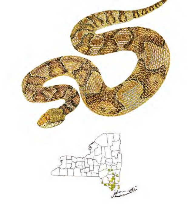 New York Has Venomous Snakes? Meet the 3 Species You Should Know About ...