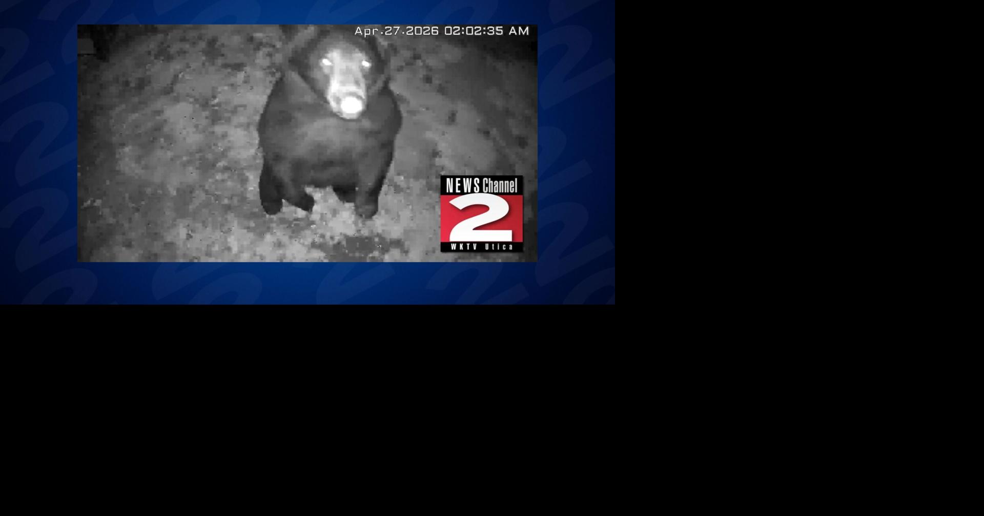Bear Spotted on Security Camera in Boonville | Local | wktv.com