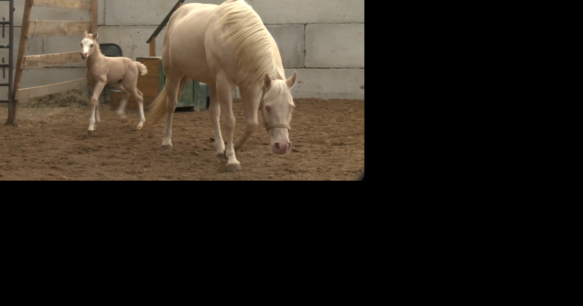 Miracle Welsh Pony Twins Thriving | Local | wktv.com