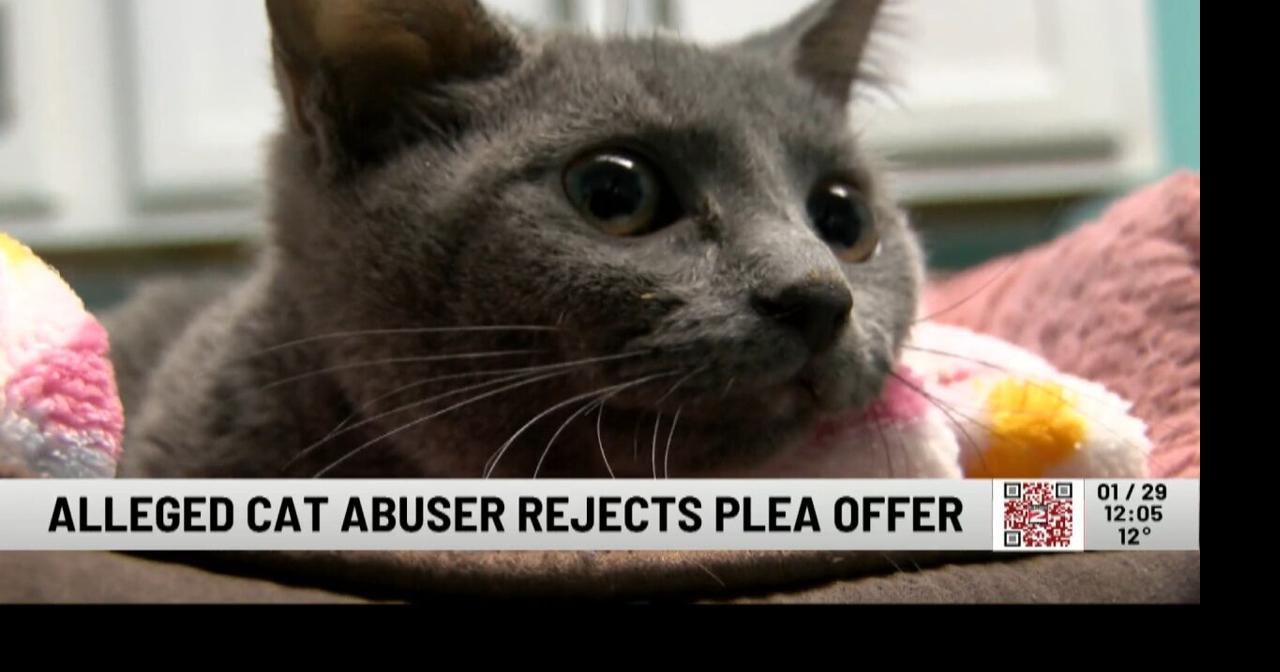 21-Year-Old Charged with Animal Cruelty Rejects Plea in Kirkland Cat ...