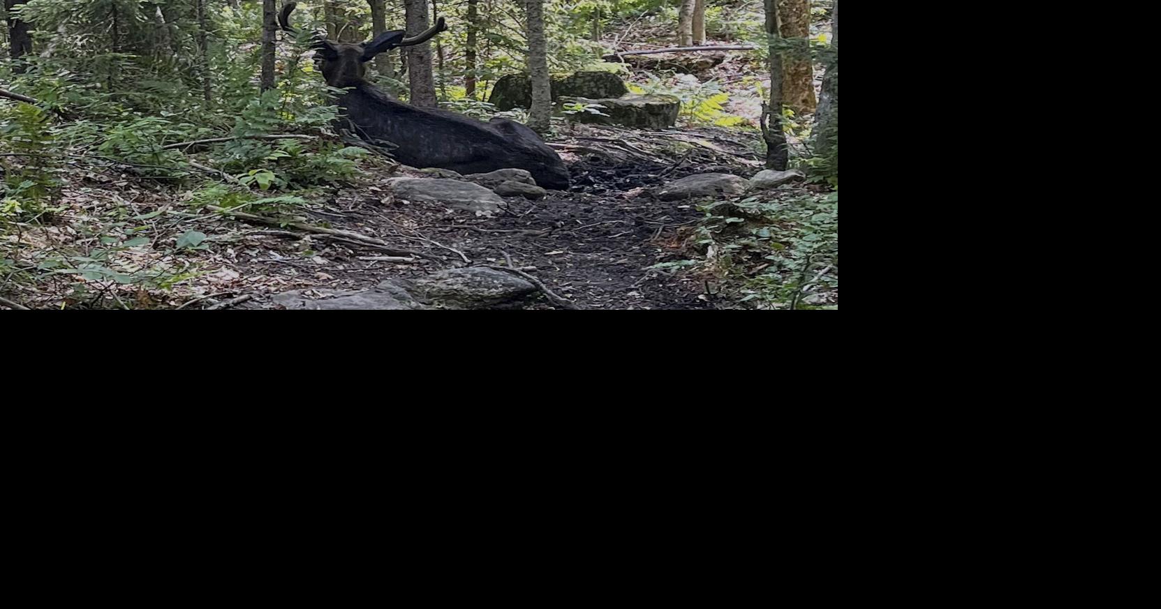 Tupper Lake's Goodman Mountain Trail Reopens After Moose Euthanized ...