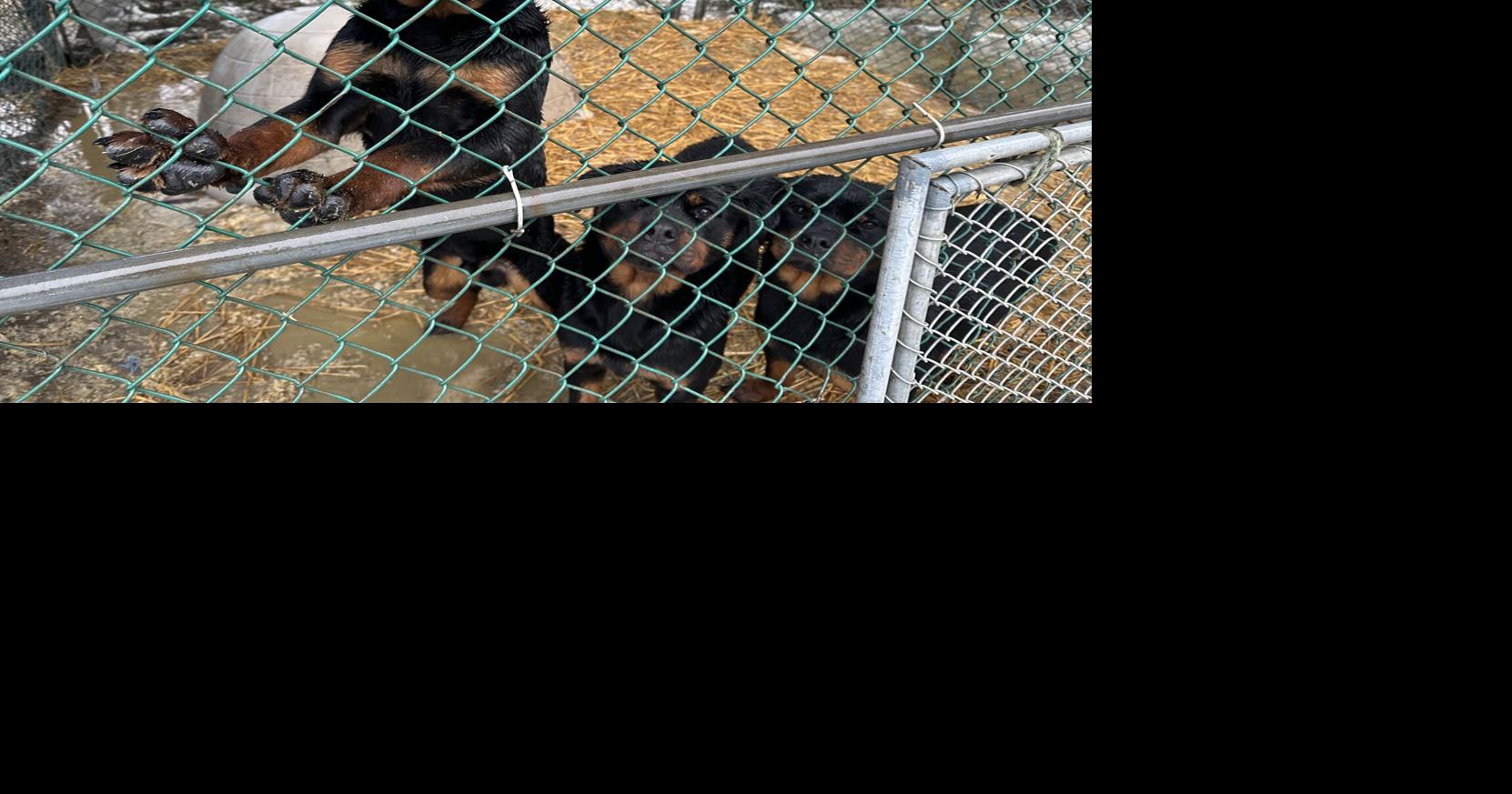 25 dogs taken in at SPCA in less than 24 hours; fosters needed | News ...