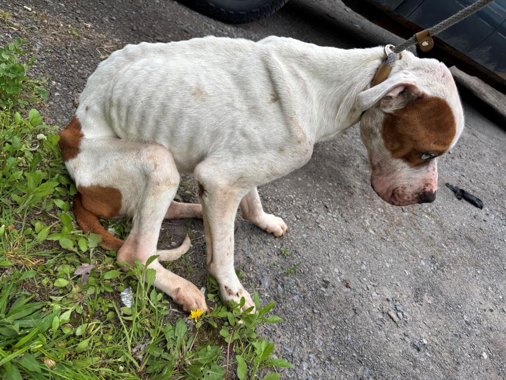 UPDATED: Arrest Made in Clark Mills Dog Neglect Case | News | wktv.com