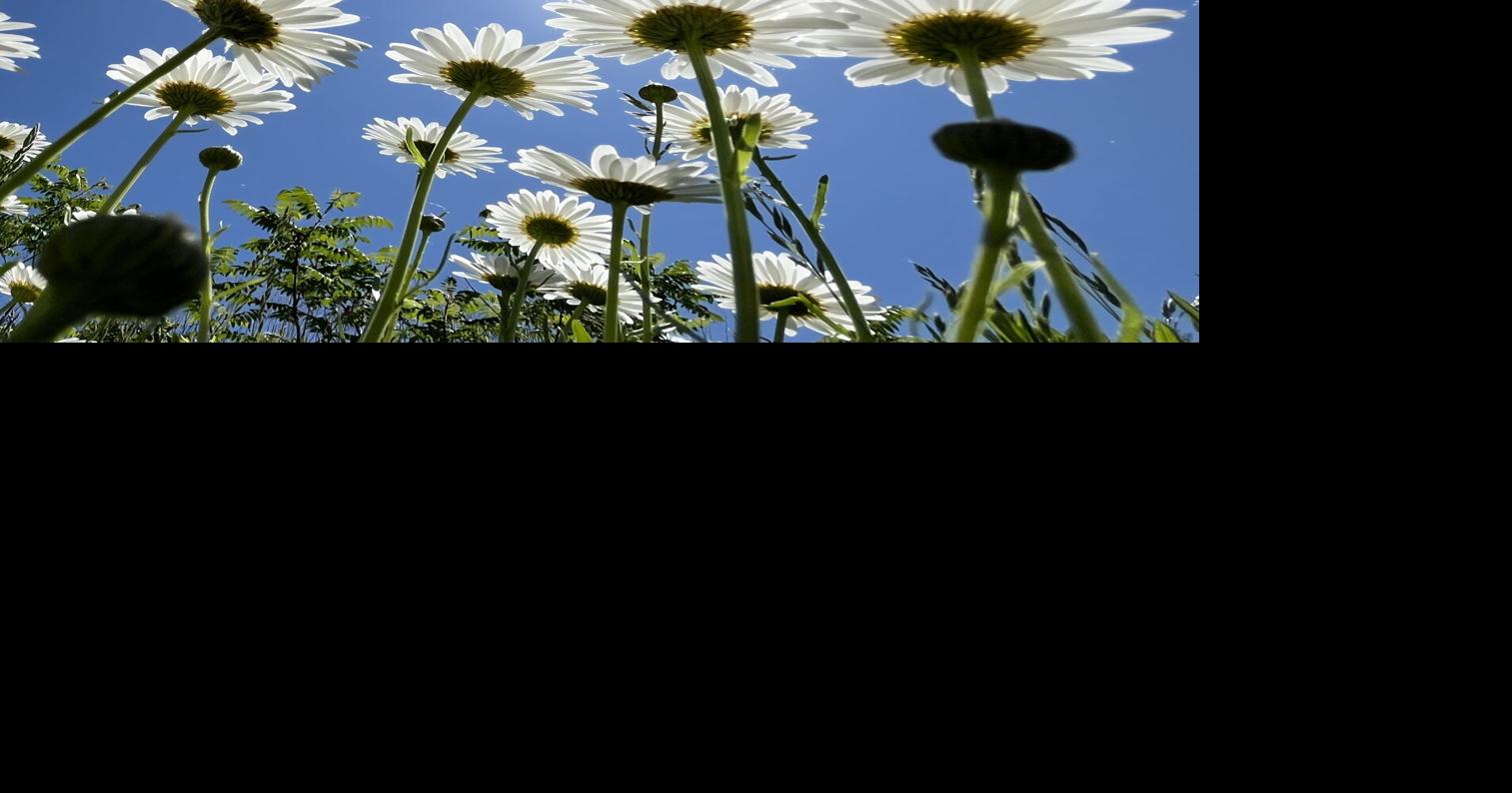 IN PHOTOS: Flowers Along the Canal in Utica | Community | wktv.com