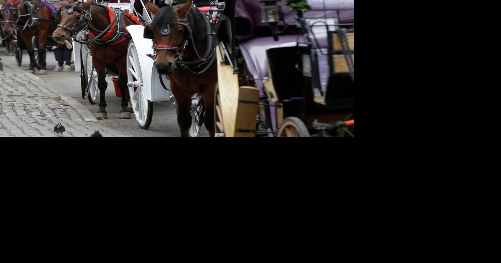 New York Mayor, Other Leaders Push to End Horse Carriage Industry After ...
