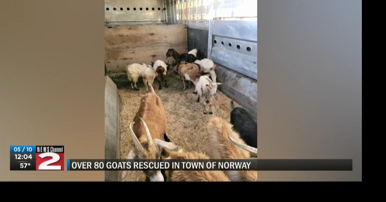 State police investigating animal cruelty case involving more than 80 ...