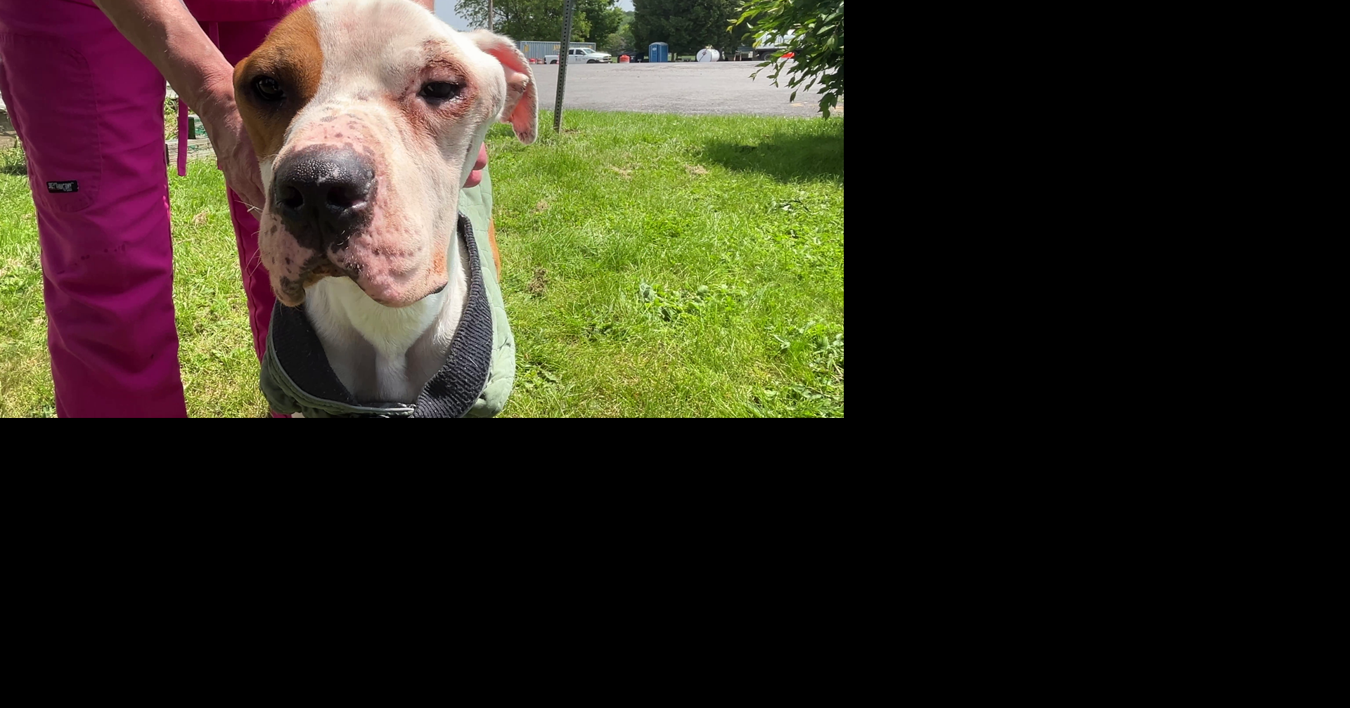 A New 'Leash' On Life: Rhett Goes to a Foster Home | Local | wktv.com