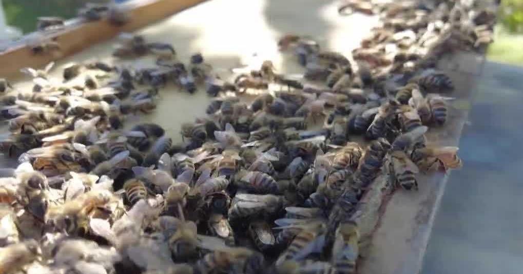 Beekeepers Fight to Save America's Bees Amid Growing Colony Collapse ...