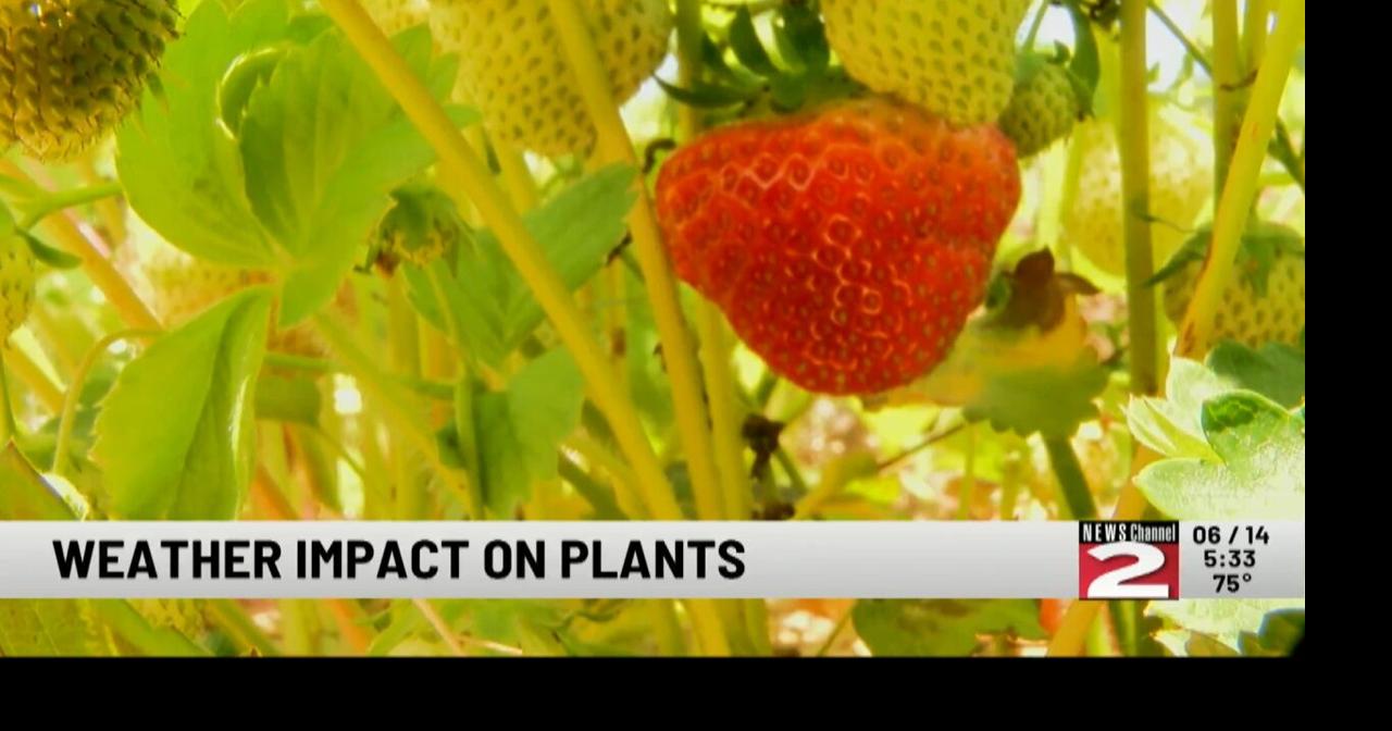 How Does the Weather Impact Strawberry Season in the Mohawk Valley ...