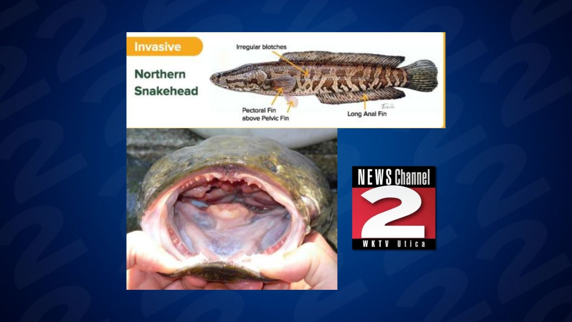 DEC: 'Frankenfish' Continue to Invade New York Waters | Local | wktv.com