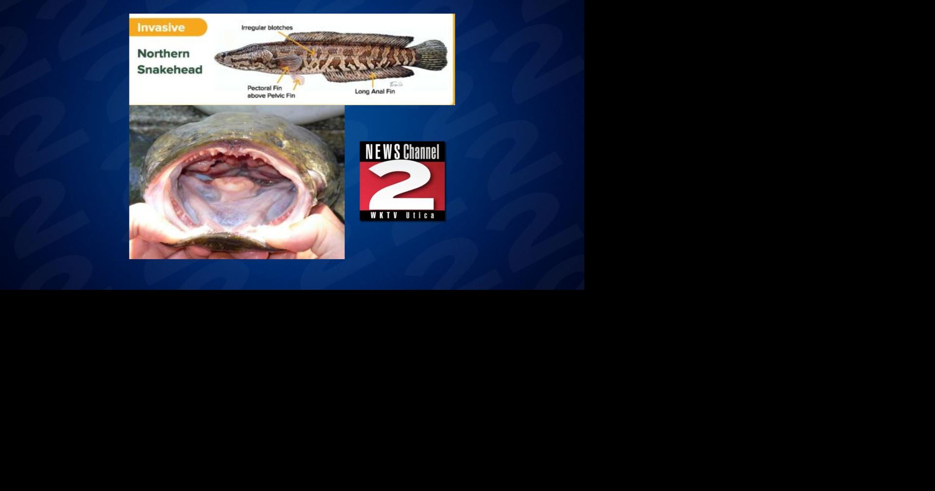 DEC: 'Frankenfish' Continue to Invade New York Waters | Local | wktv.com