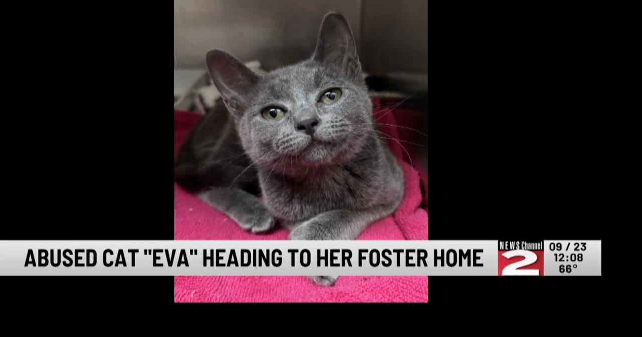 Abused Kitten 'Eva' is Heading to a Foster Home | Crime | wktv.com