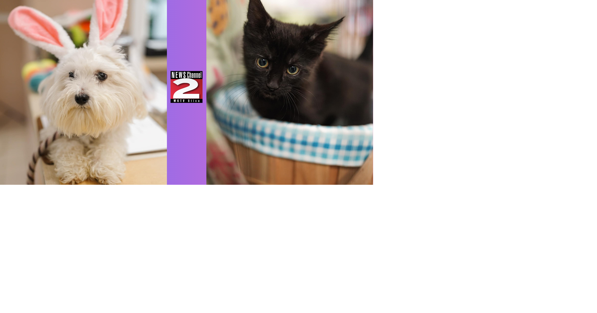 Dogs and Cats of Local Humane Society Celebrate Easter | Local | wktv.com