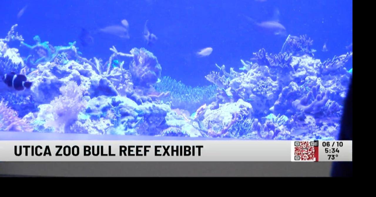 Utica Zoo Opens Coral Reef Exhibit | Video | wktv.com