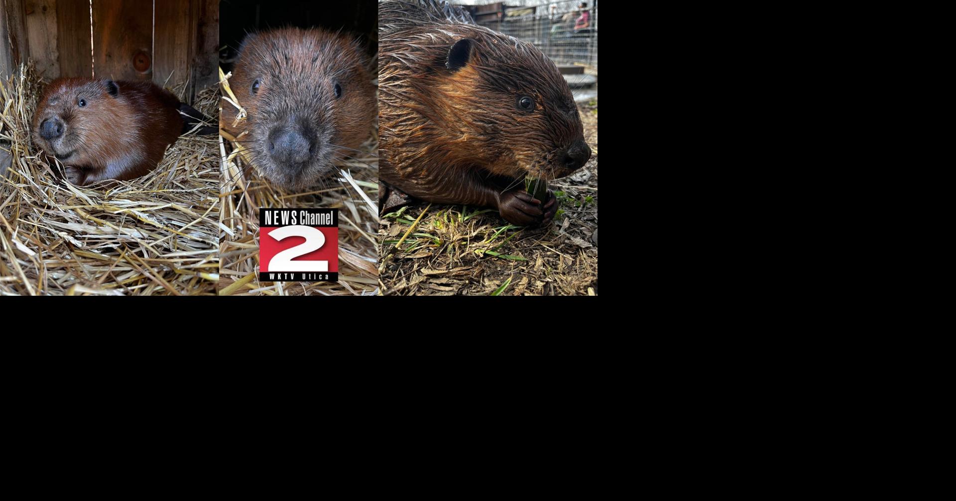 Utica Zoo Welcomes 3 North American Beavers Following International ...