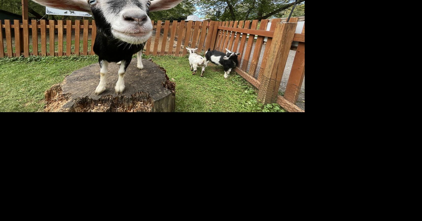 IN PHOTOS: Meet These Local Critters on World Farm Animals Day | Local ...