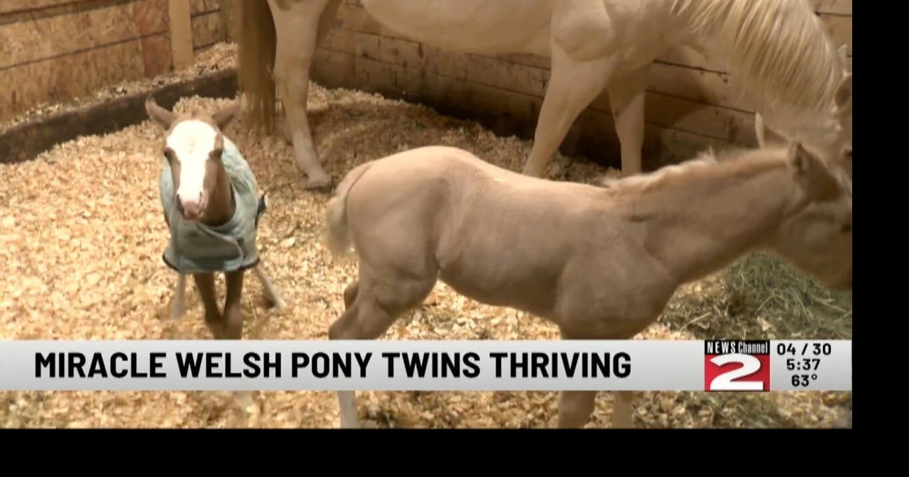 Miracle Welsh Pony Twins Thriving | Video | wktv.com