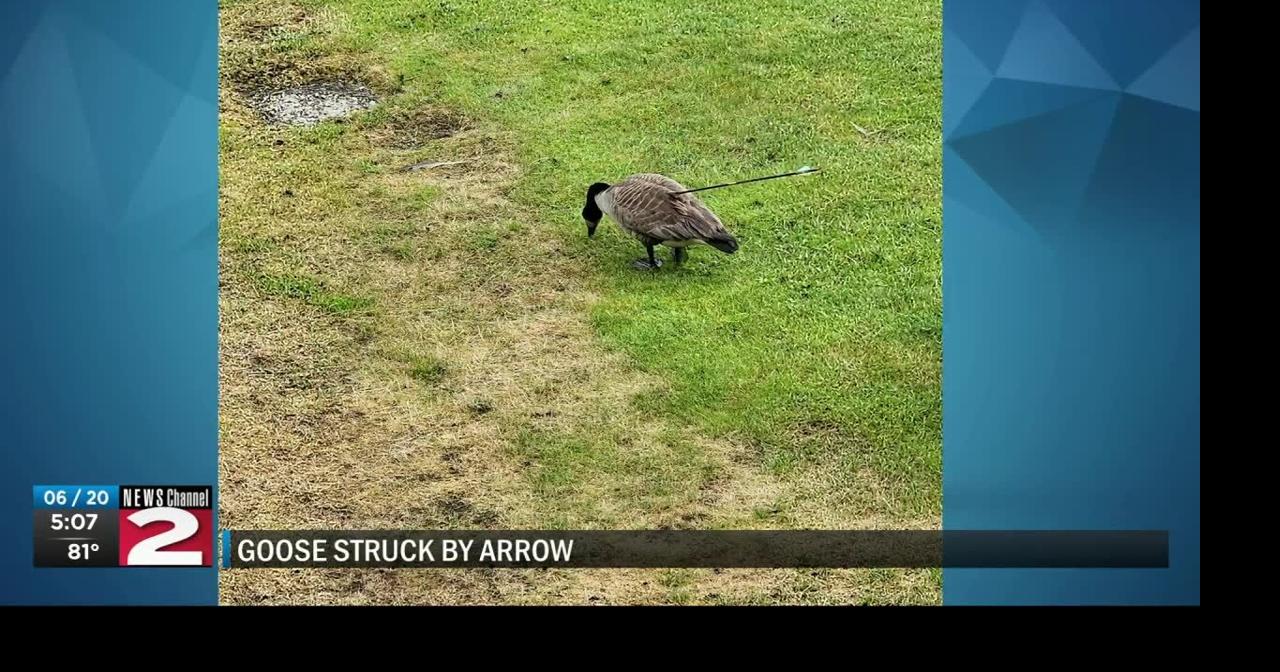 Old Forge Goose Struck by Arrow | Local | wktv.com