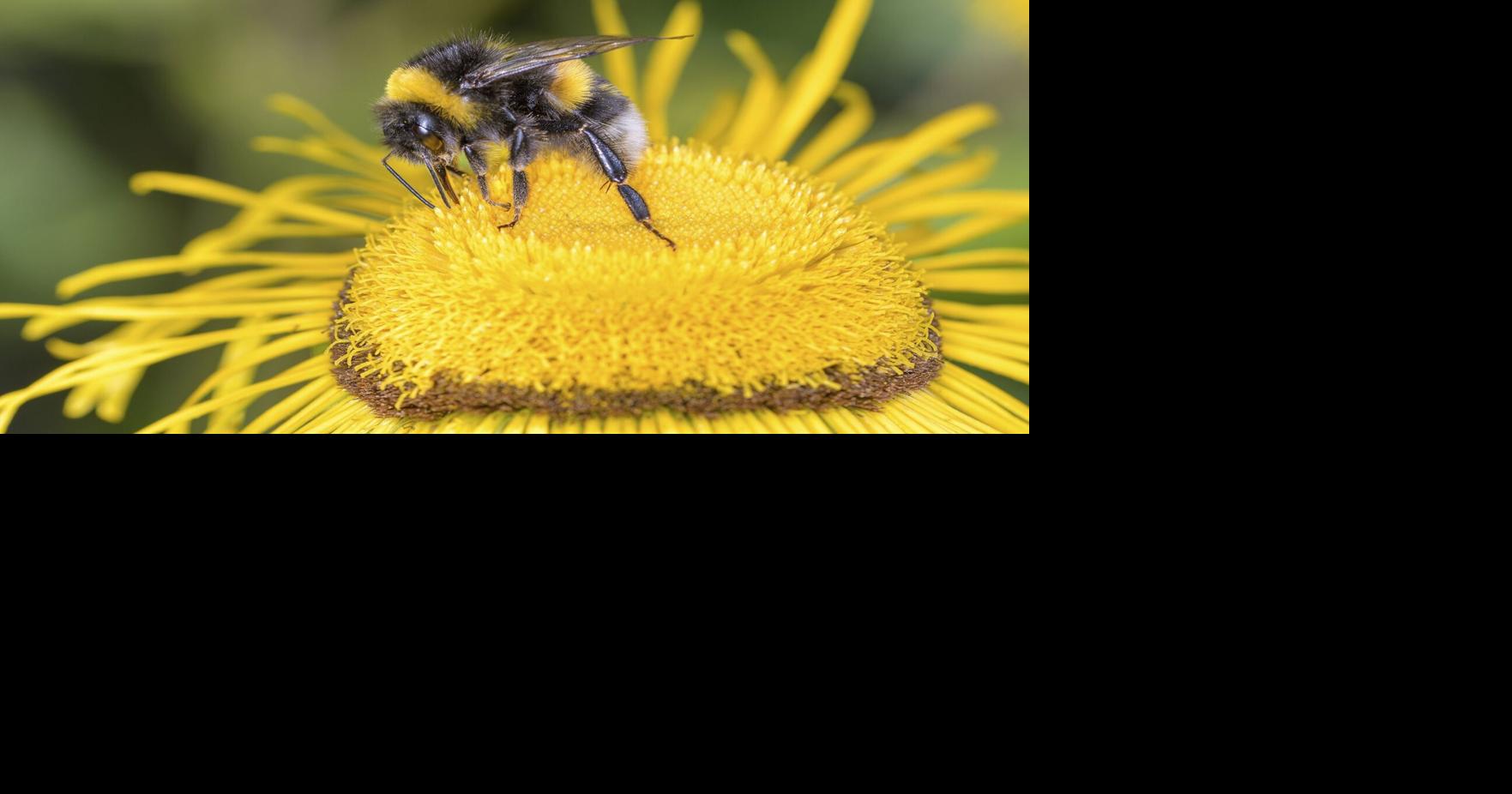 Scientists Now Know that Bees Can Process Time, a First in Insects ...