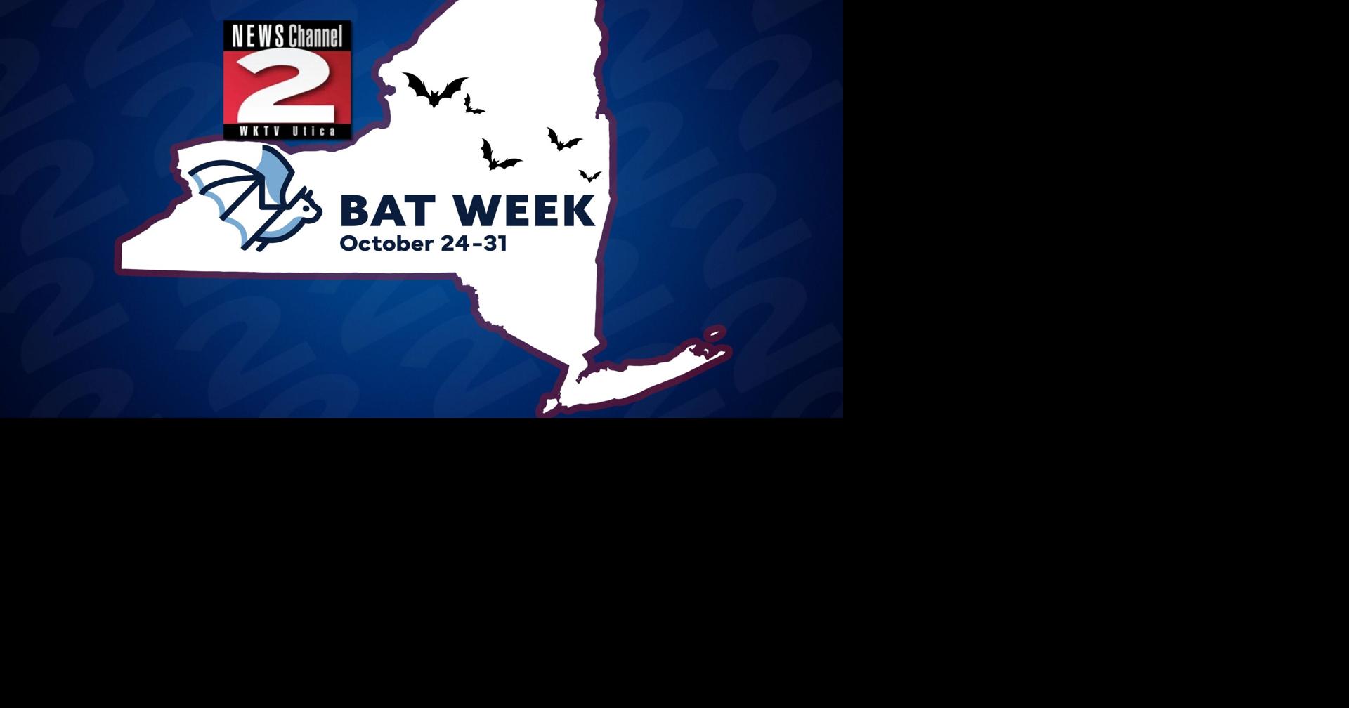 How Can You Protect New York's Bats This Week? | Education | wktv.com