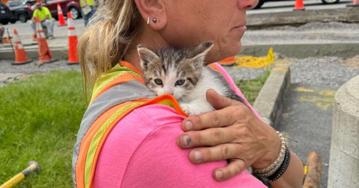 Kitten Rescued by Construction Workers in the Village of New Hartford ...