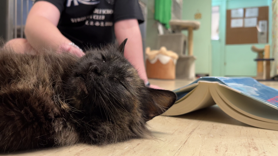 IN PHOTOS: Kids Read to Cats at Local Shelter, Creating a Safe and ...