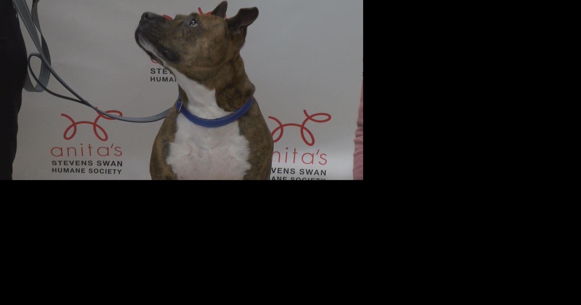 Oliver Finds his Forever Home | News | wktv.com