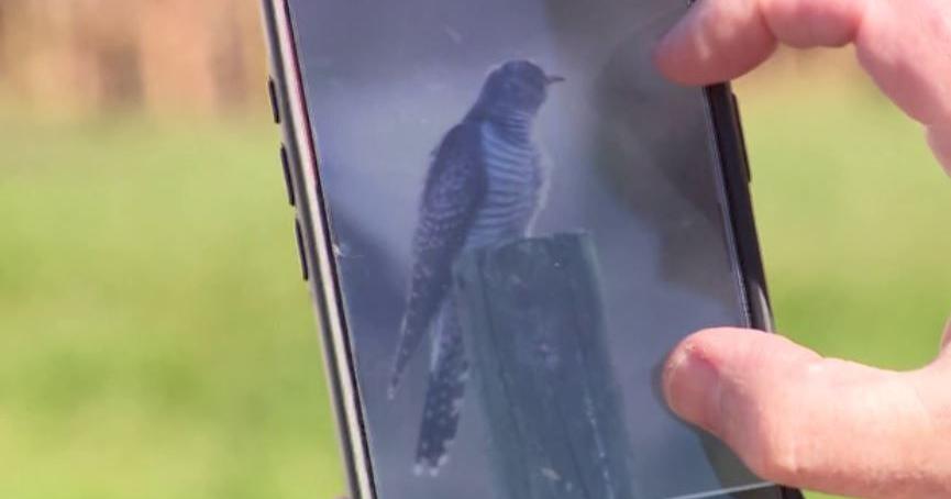Rare Cuckoo Bird Draws "Crazy Viral Birder Insanity" to Town | Local ...