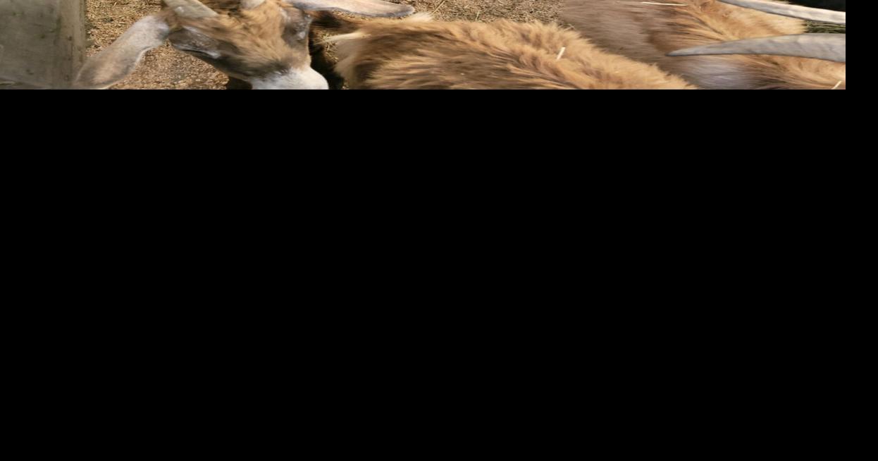 Pause 4 All Paws helping take care of over 80 goats seized in Norway ...