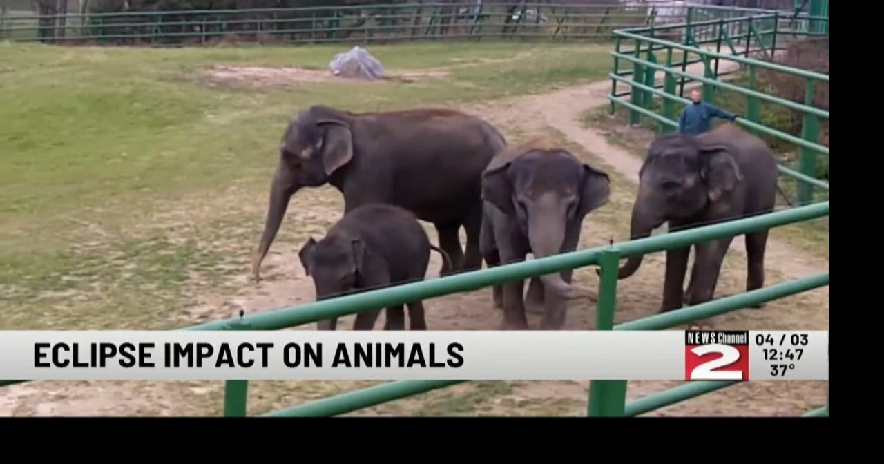 How Does the Eclipse Impact Animals? | Video | wktv.com