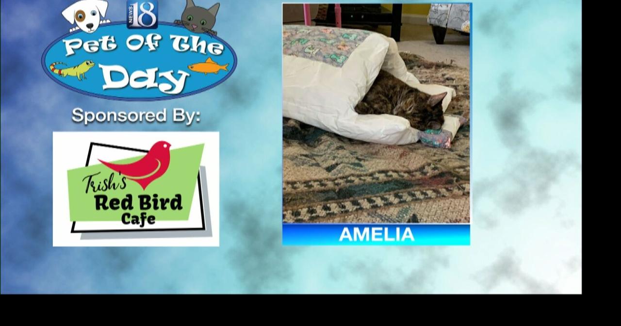 Pet of the Day for October 5: Amelia | Video | wlfi.com