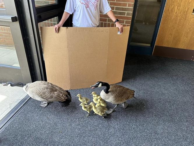 Take a gander: Tecumseh staff guide gaggle of geese to safety | News ...