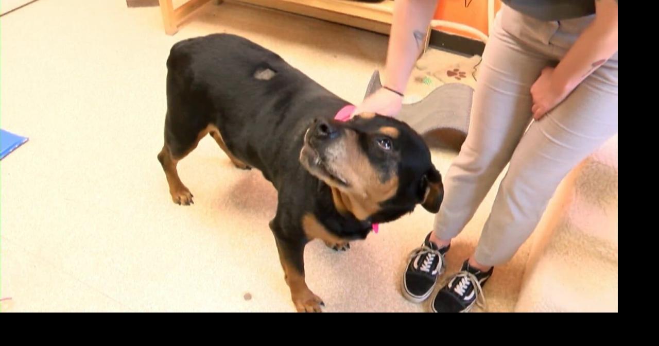 Pet of the Week: Meet Storm at Almost Home Humane Society | Video ...