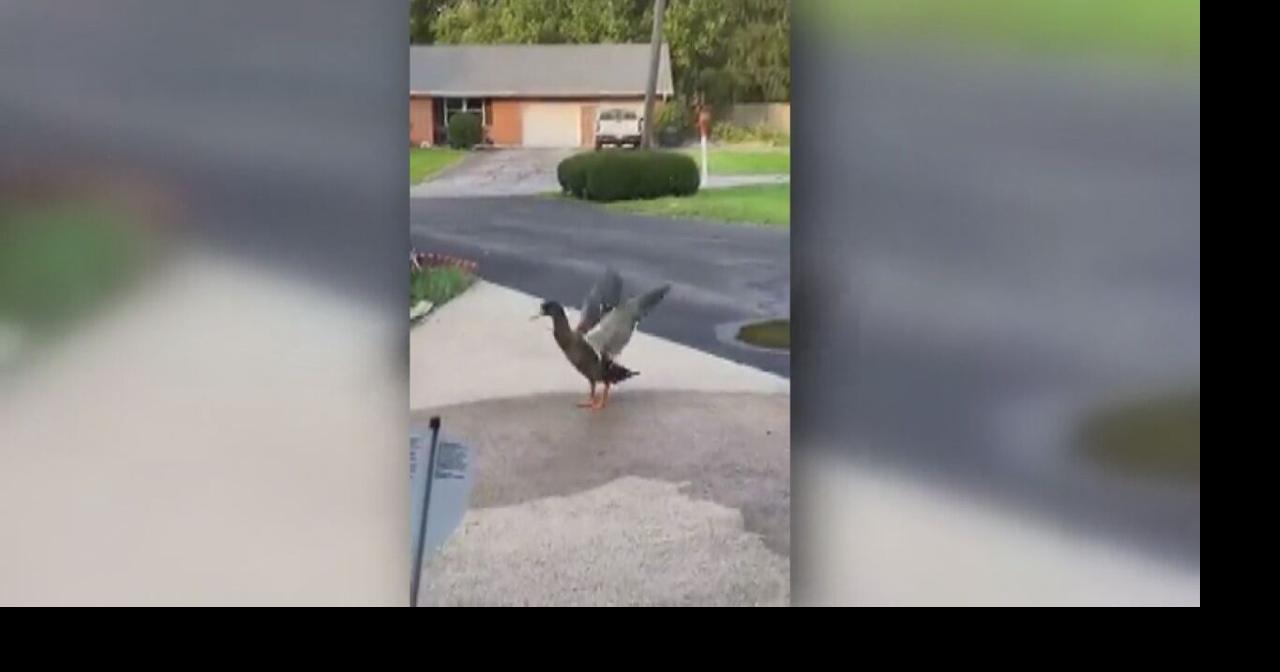 Remembering Gus the duck | Video | wlfi.com
