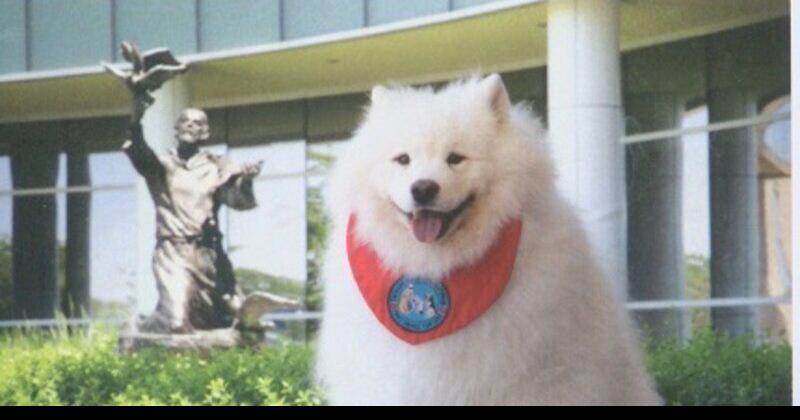 Teddy The Therapy Dog dies, community shares impact | Archive | wlfi.com