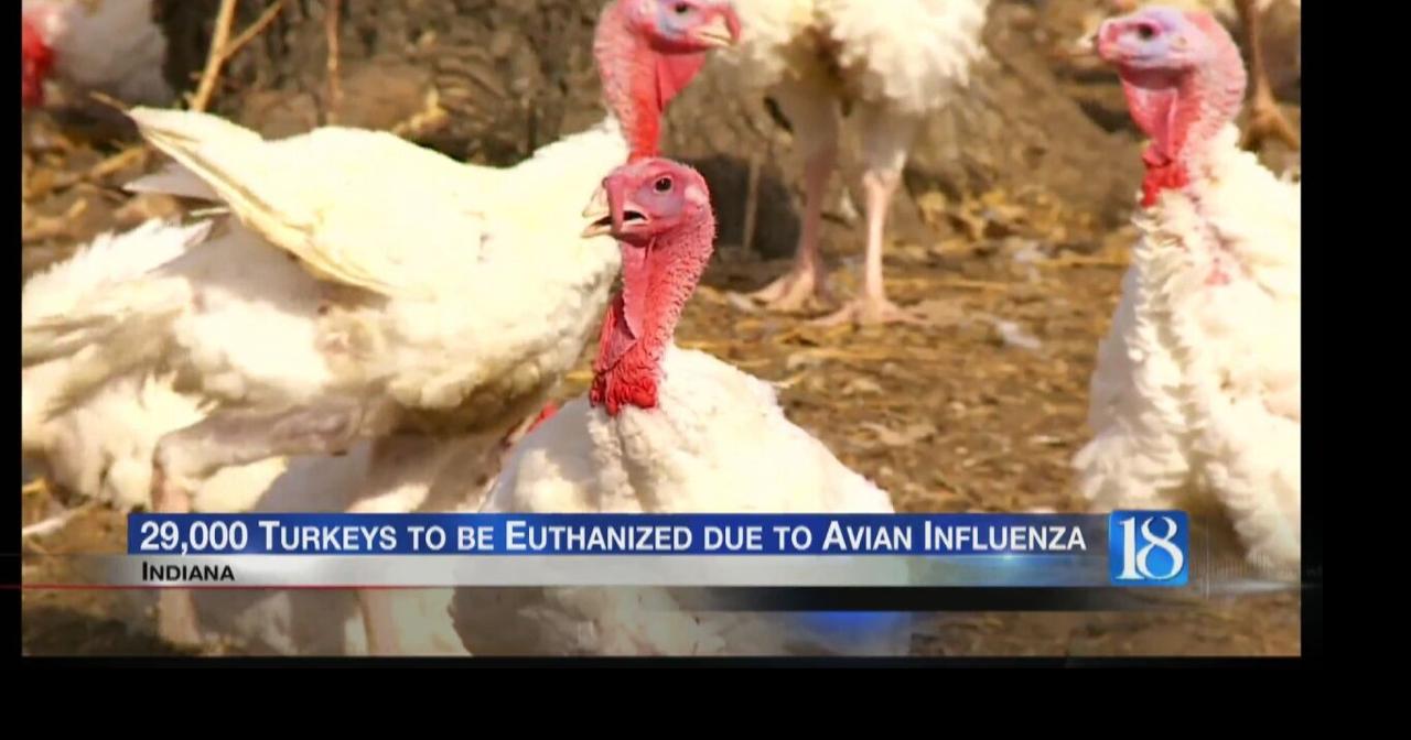 Agencies: Avian flu found in birds at Indiana turkey farm | News | wlfi.com