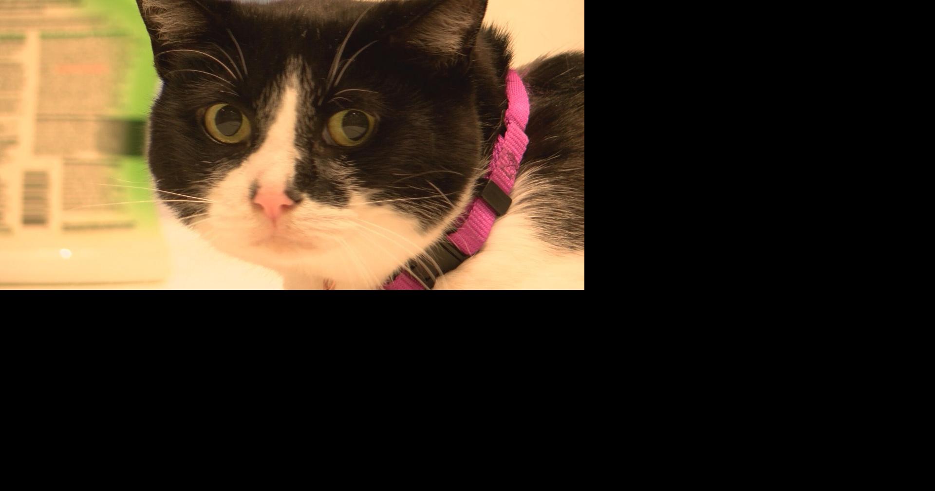 Judges seek top cats at Tippecanoe County 4-H fair | Community | wlfi.com