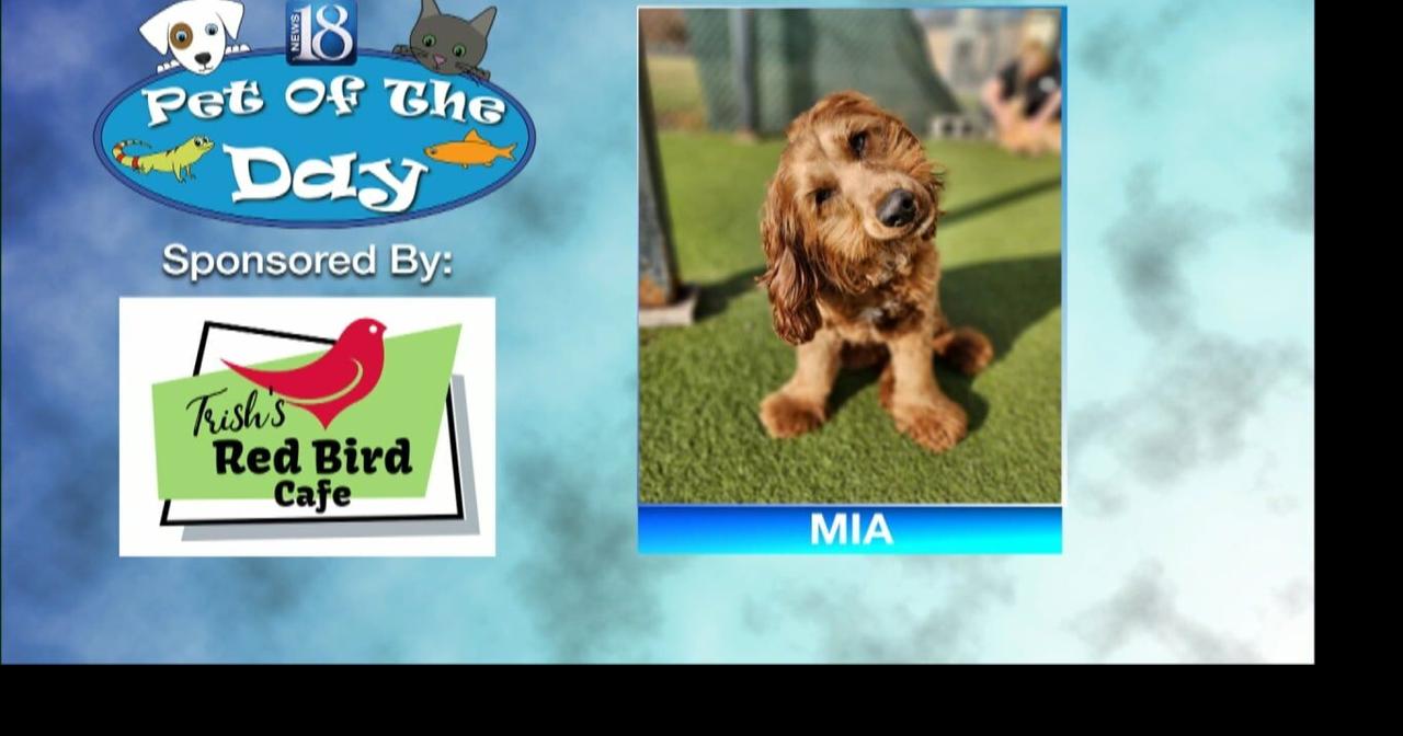 Pet of the Day for October 27: Mia | Video | wlfi.com