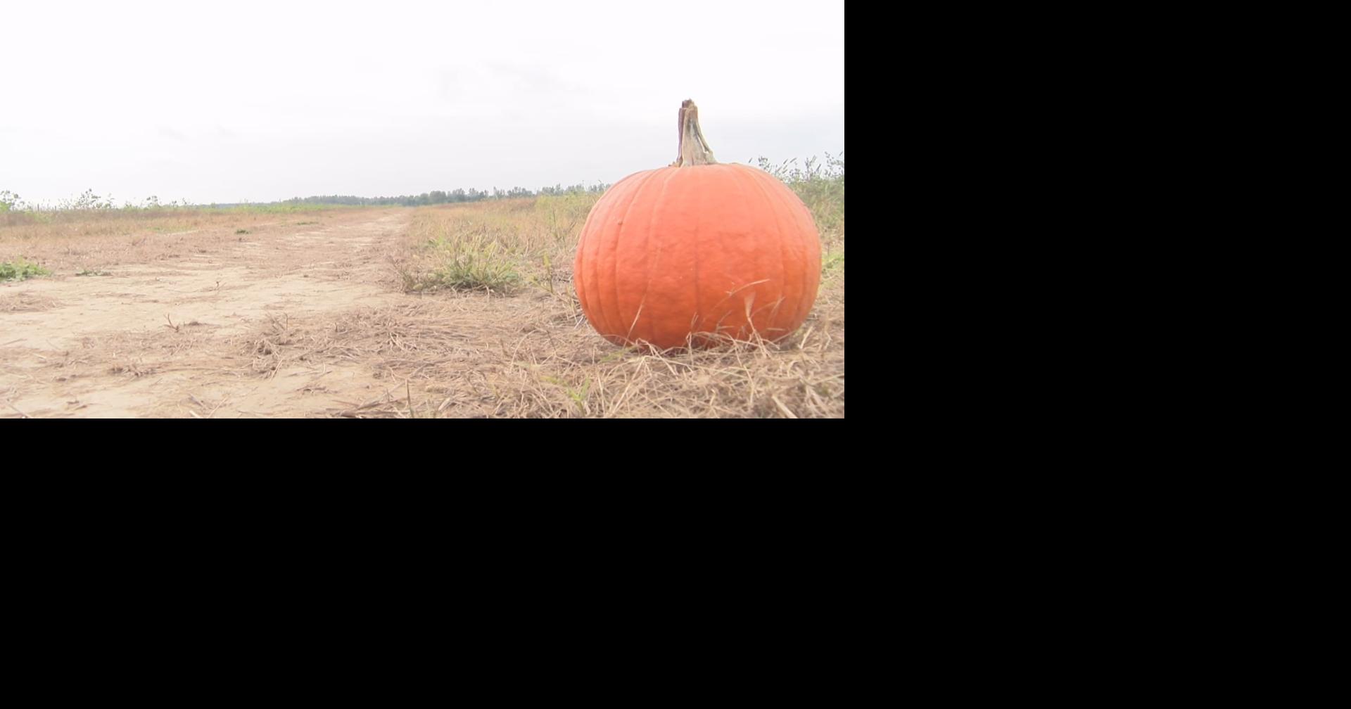 Pumpkin crop yield expected to be greater than average this year ...