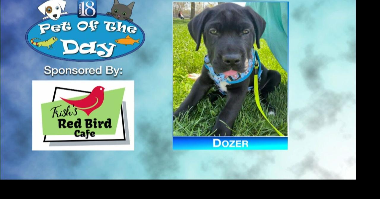 Pet of the Week for July 17: Dozer | Video | wlfi.com
