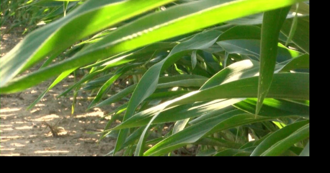 Tar Spot Identified in Indiana | News | wlfi.com