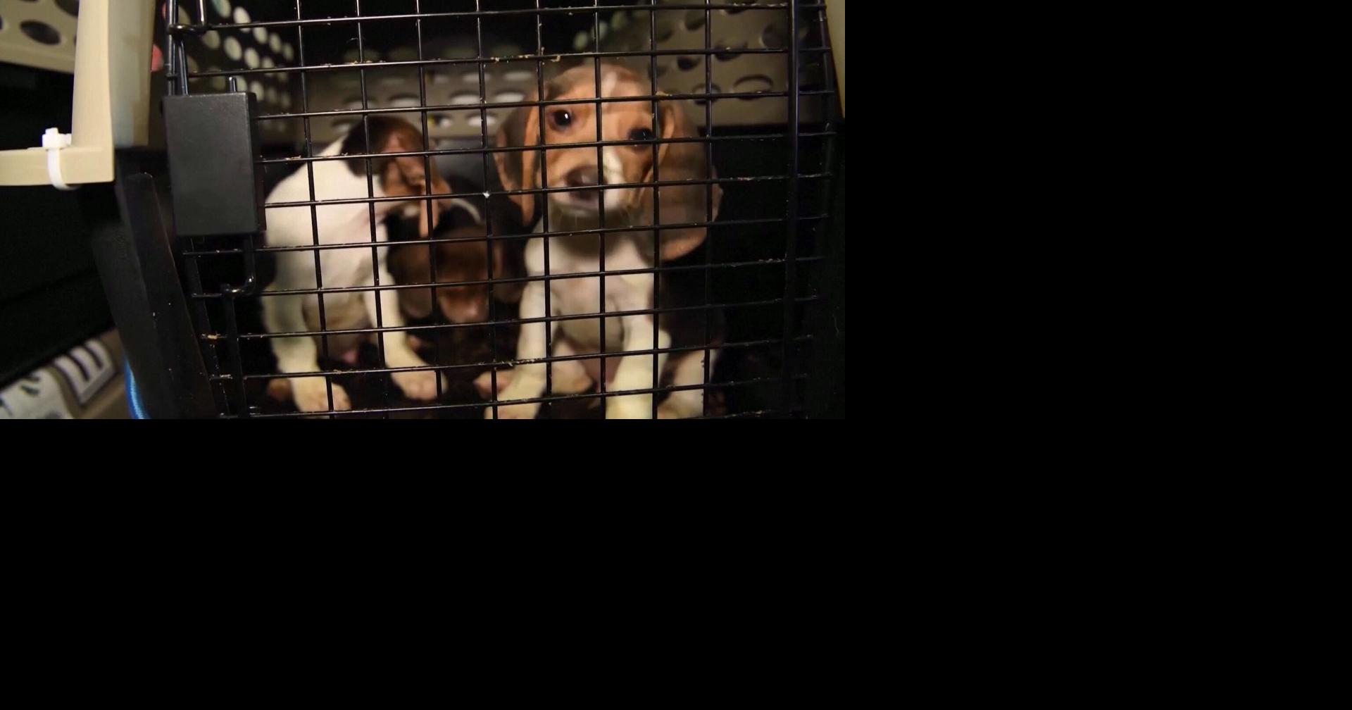 Beagles' fate still in question as Inotiv endures legal battles | News ...