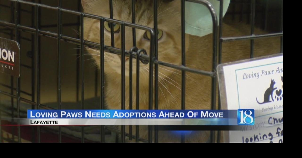Loving Paws needs adoptions ahead of move | Archive | wlfi.com