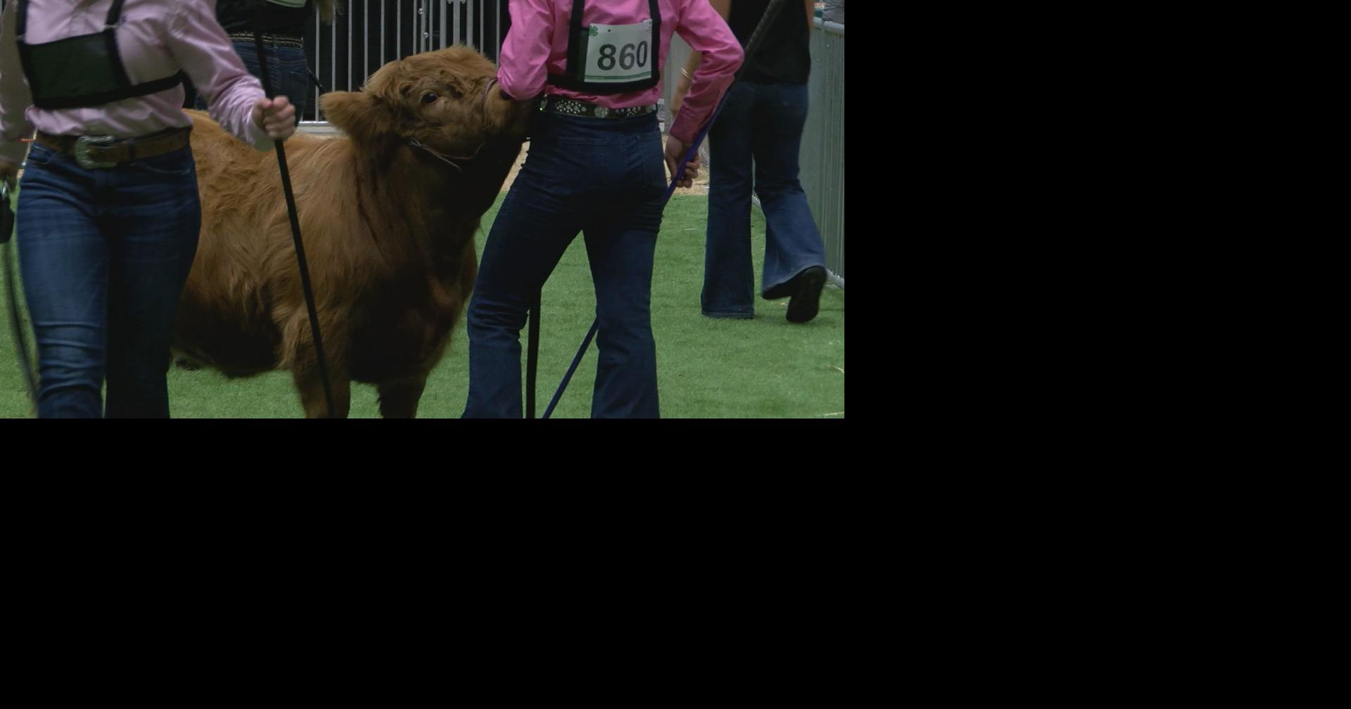 Tippecanoe County 4-H Fair: Champion Beef Cattle Show Winners | News ...