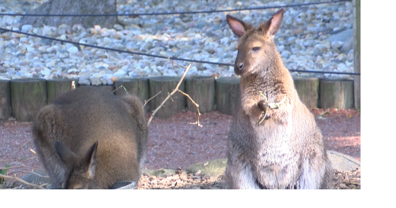 Columbian Park Zoo to host annual 'Boo at the Zoo' | News | wlfi.com